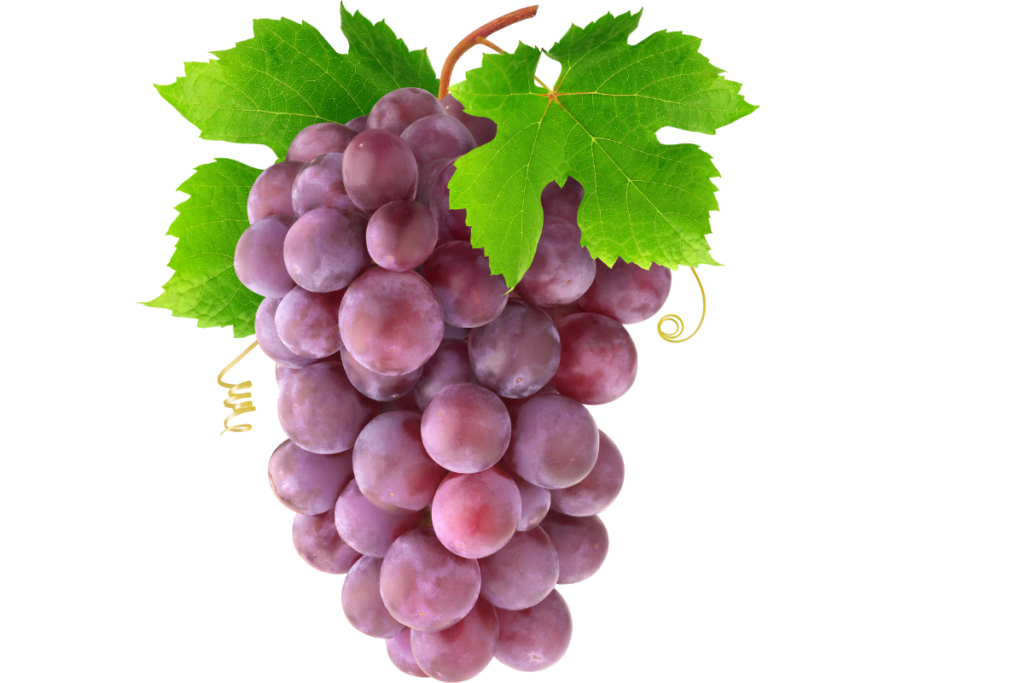 Vintera® Extracto de Uva - Alvinesa